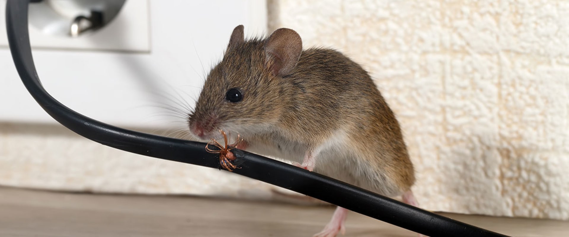 Which pest control is best for mice?