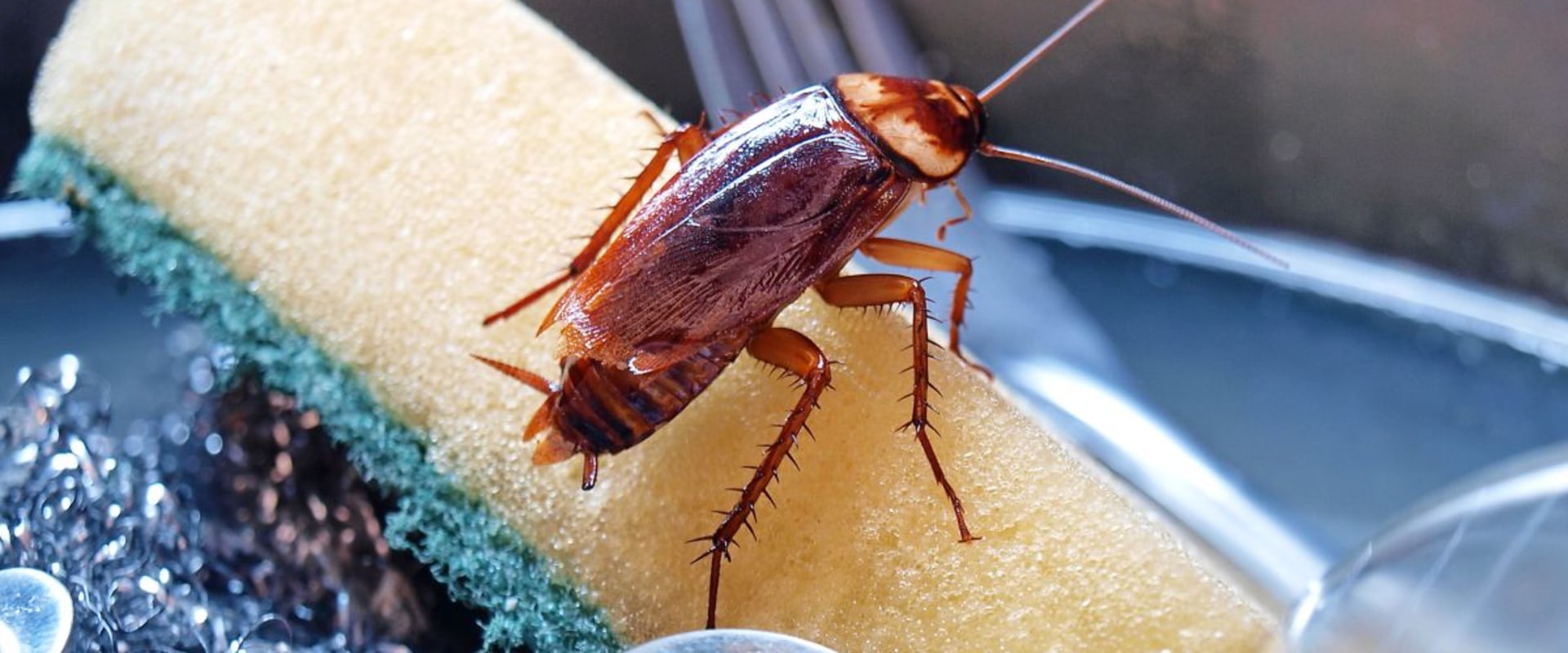 How do i get rid of roaches permanently?