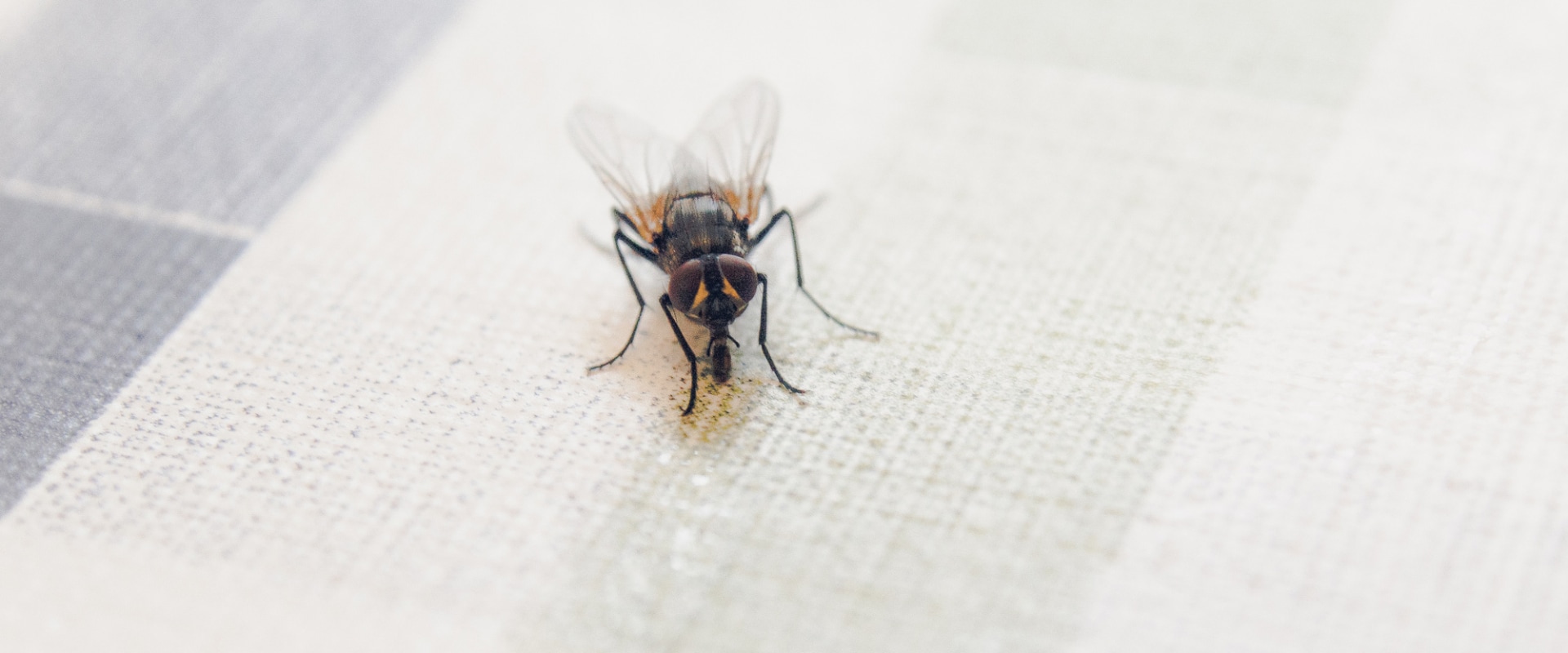 Can pest control get rid of flies?